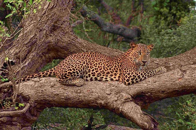 Exclusive : Full Day Leopard Safari at Yala National Park - Transportation & Logistics