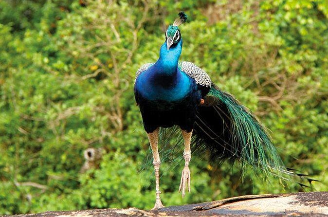 Exclusive : Full Day Leopard Safari at Yala National Park - FAQ