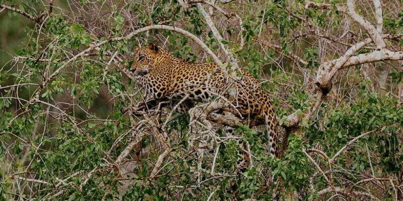 Exclusive : Full-Day Leopard Safari Yala With Picnic Lunch - Key Points