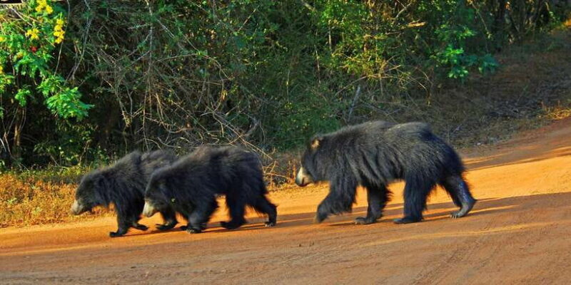 Exclusive : Full-Day Leopard Safari Yala With Picnic Lunch - The Game Drive: What Youll Encounter