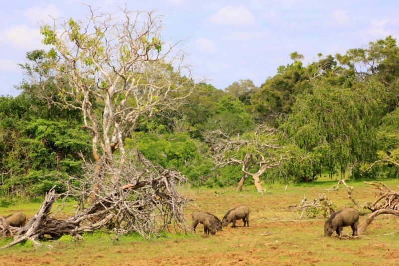 Exclusive : Full-Day Leopard Safari Yala With Picnic Lunch - The Challenges and Considerations