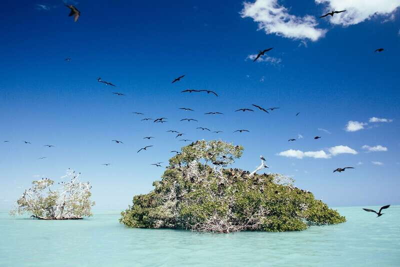 Exclusive Full Day Nature Expedition in Sian Ka'an - The Voyage Through Mangroves and Wildlife