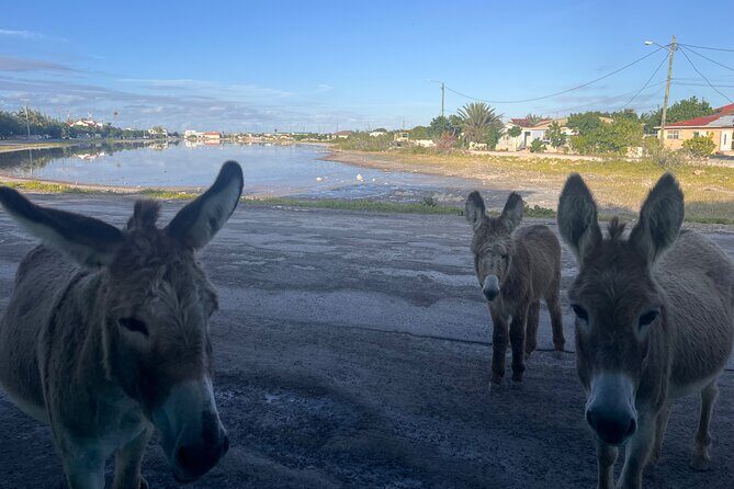 Exclusive Grand Turk Island Tour - What to Expect from the Grand Turk Island Tour