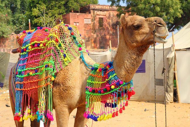 Exclusive: Guided Pushkar Day Trip from Jaipur - Key Points
