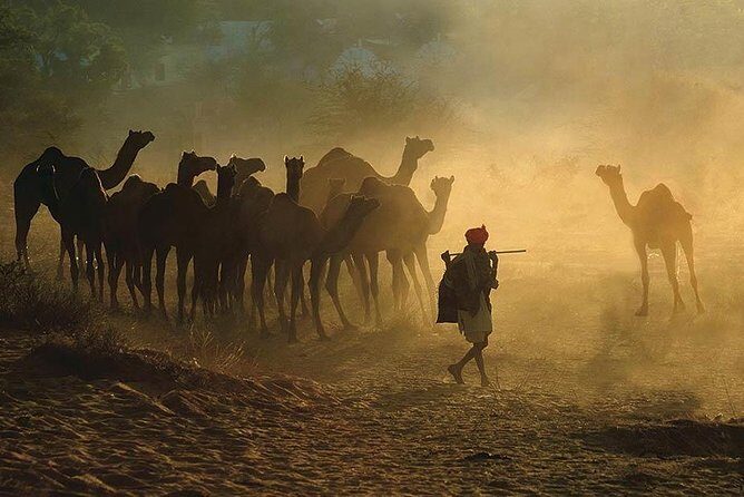 Exclusive: Guided Pushkar Day Trip from Jaipur - Who Will Love This Tour?