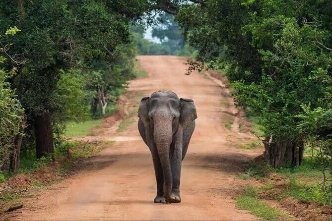 Exclusive : Historical Temple in Colombo countryside by TukTuk - FAQ