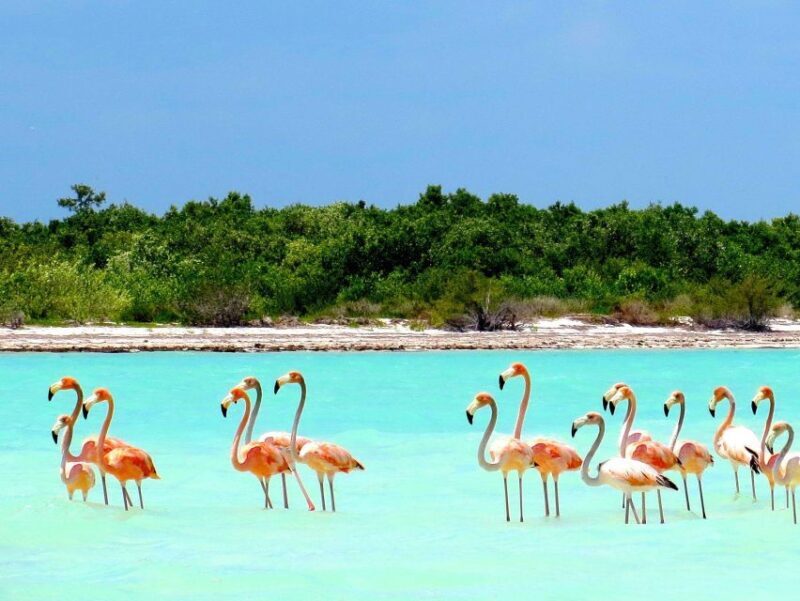 Exclusive Holbox: Yalahau, Punta Mosquito and Isla Pasion - The Experience: What Travelers Say