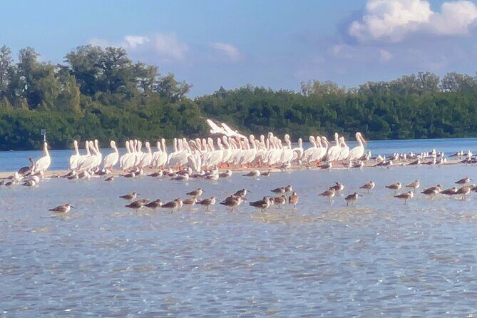 Exclusive Kayak Expedition: Exploring the Mangroves to Shell Key - Exploring the Exclusive Kayak Expedition: Exploring the Mangroves to Shell Key