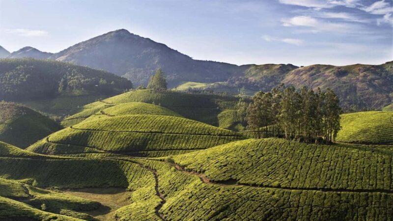 Exclusive Kerala Beauty, Munnar Hill Station Overnight Tour - Key Points