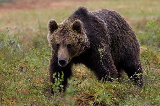 Exclusive Locations Private Bear Viewing - Experience Overview: Getting to the Heart of Alaskas Wildlife