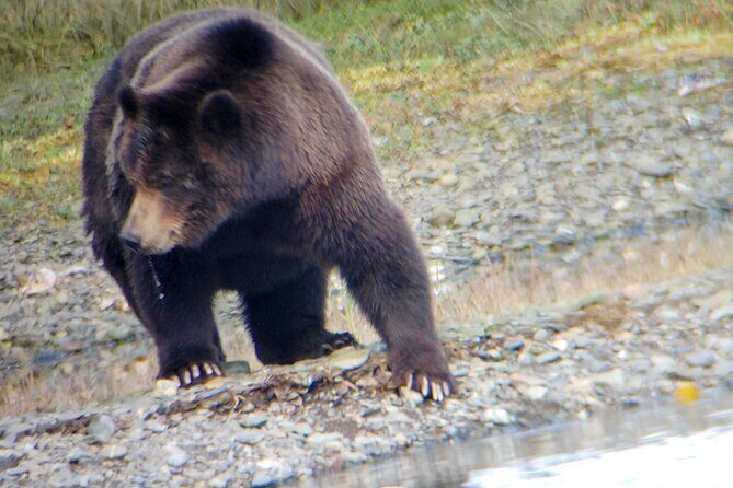 Exclusive Locations Private Bear Viewing - Final Thoughts
