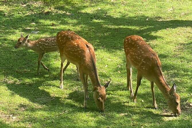 Exclusive Luxury Day Tours Serene Nara - Who Will Love This Tour?