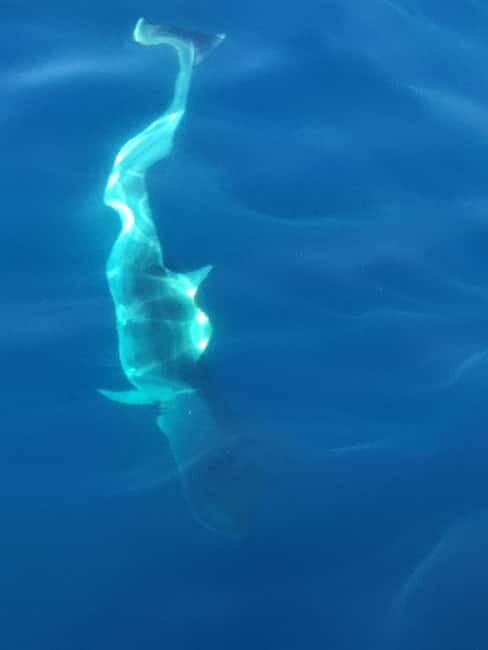 Exclusive motor boat dolphins watch - A Friendly Dive into Sardinian Seas: The Exclusive Motor Boat Dolphins Watch Tour