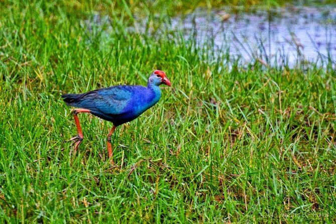 Exclusive : Muthurajawela Bird Watching Tour - Discovering Muthurajawela: An Accessible Wetland Experience