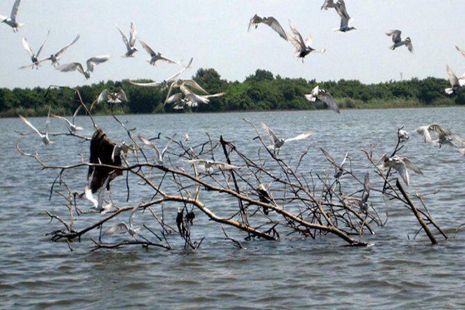 Exclusive : Muthurajawela Bird Watching Tour - Who Should Consider This Tour?