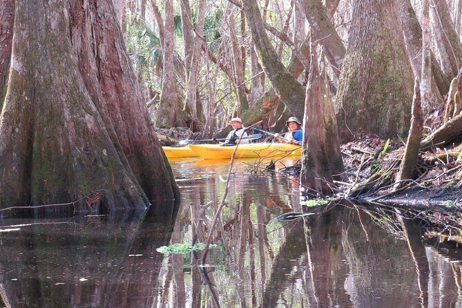 Exclusive Nature Escape Kayak Adventure on Blackwater Creek - The Wildlife You Might Encounter