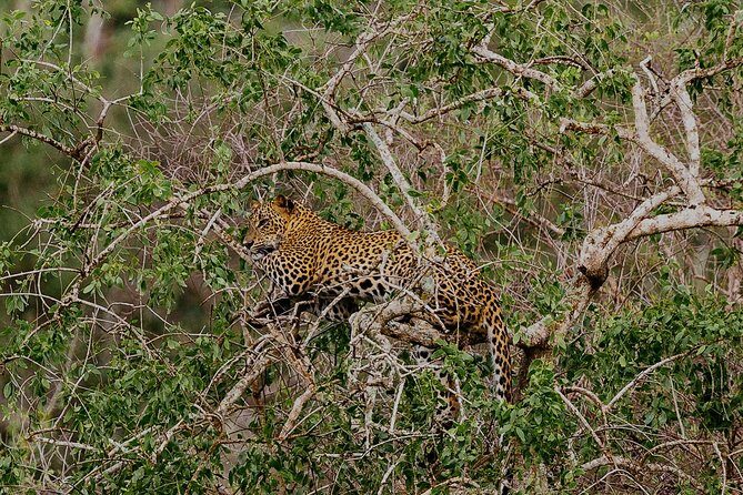 Exclusive : Overnight Leopard Safari with Luxury Glamping - Frequently Asked Questions