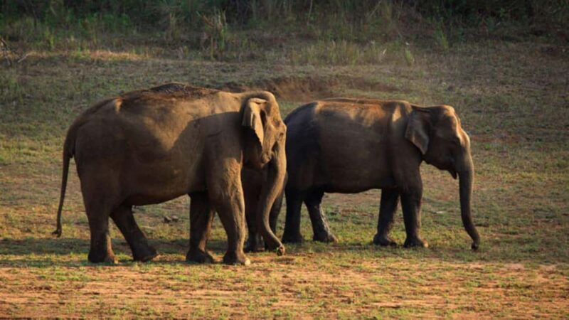 Exclusive, Periyar Wildlife Overnight Tour with Guide - Key Points