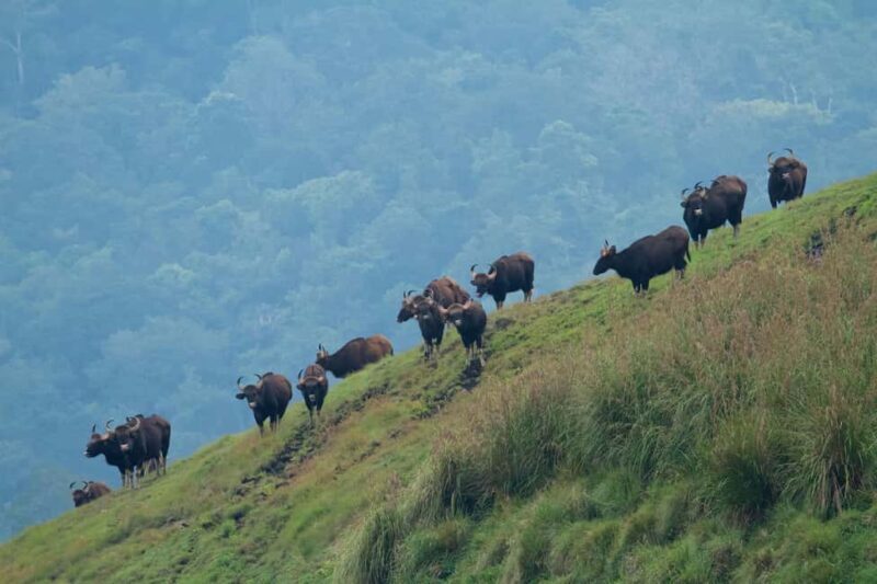 Exclusive Periyar Wildlife Sanctuary Tour(02 Nights/03 Days) - Key Points