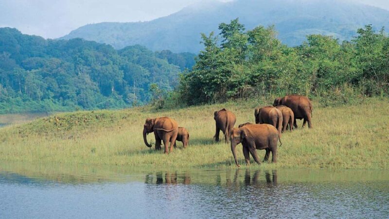 Exclusive Periyar Wildlife Sanctuary Tour(02 Nights/03 Days) - FAQ