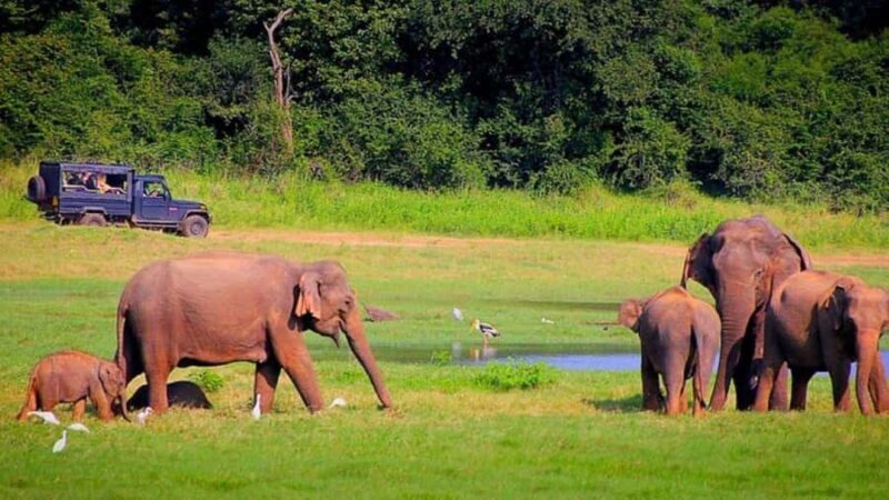 Exclusive Periyar Wildlife with Elephant Bath Tour (03 Days) - Introduction to the Tour