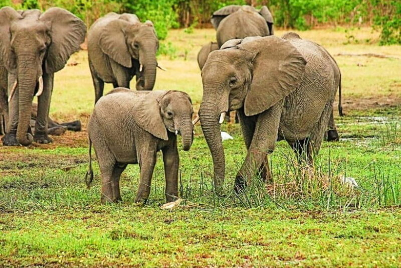 Exclusive Periyar Wildlife with Elephant Bath Tour (03 Days) - What This Tour Means for You