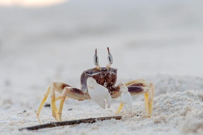 Exclusive Phi Phi and Bamboo Islands Private Tour - The Sum Up