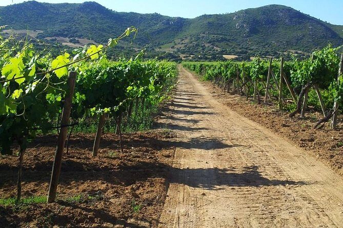 Exclusive Private Tuk-Tuk Tour: Visit to a Sardinian Winery - Final Thoughts: Is It Worth It?