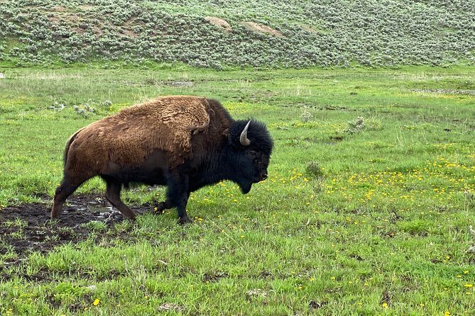 Exclusive Private Yellowstone Adventure: Explore The Lower Loop - Final Thoughts: Who Is This Tour Best For?