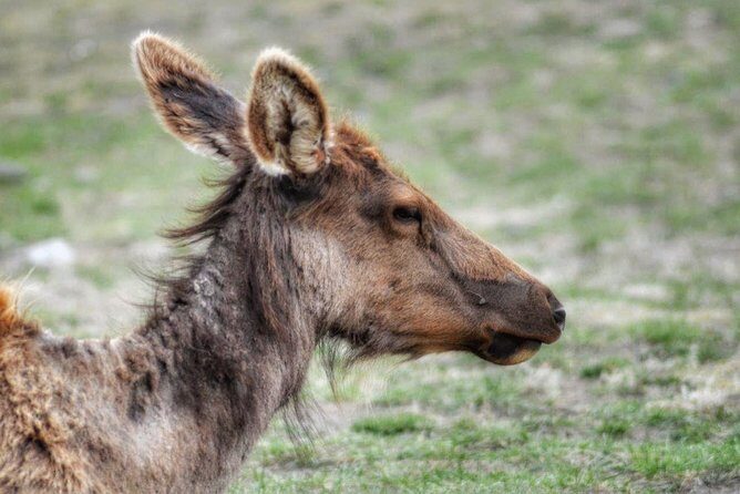 Exclusive Private Yellowstone Adventure: Explore The Lower Loop - Who Should Consider This Tour