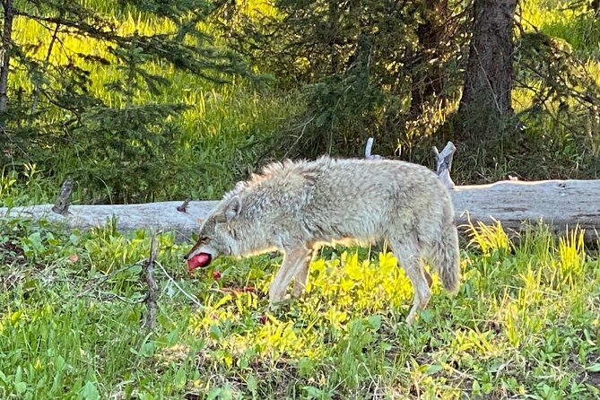 Exclusive Private Yellowstone Adventure: Explore The Lower Loop - Who Might Want Something Different