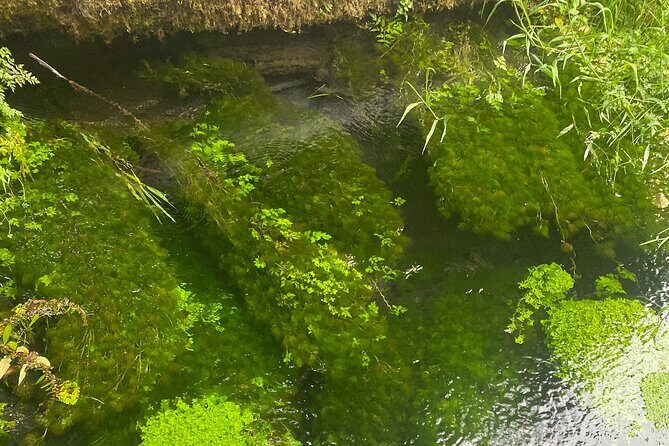 Exclusive: Rainforest and Olympic National Park from Seattle - The Sum Up