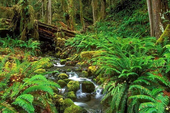 Exclusive Rainforest Tour Capped with a Refreshing Waterfall Dip - Final Thoughts