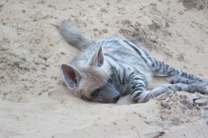 Exclusive Safari at Jhalana Leopard Park Including Transfers - An In-Depth Look at the Safari Experience