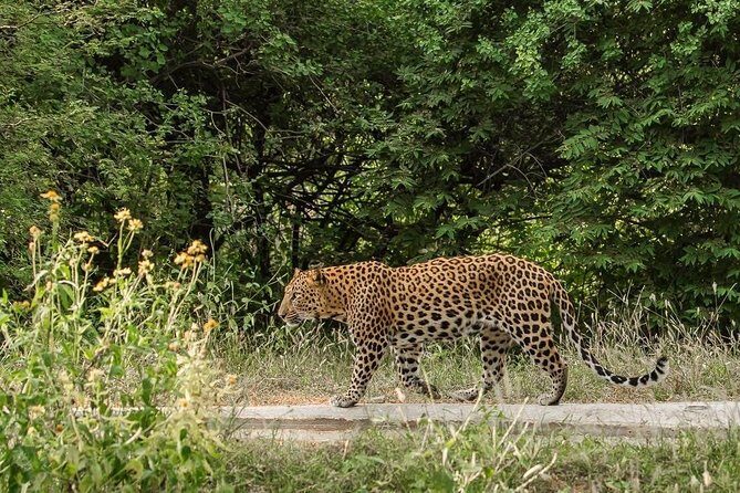 Exclusive Safari at Jhalana Leopard Park Including Transfers - Who Should Consider This Tour?