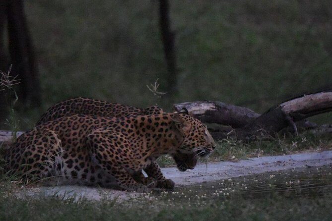 Exclusive Safari at Jhalana Leopard Park Including Transfers - FAQ