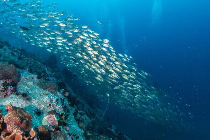 Exclusive Similan Island by Speed Boat - Frequently Asked Questions