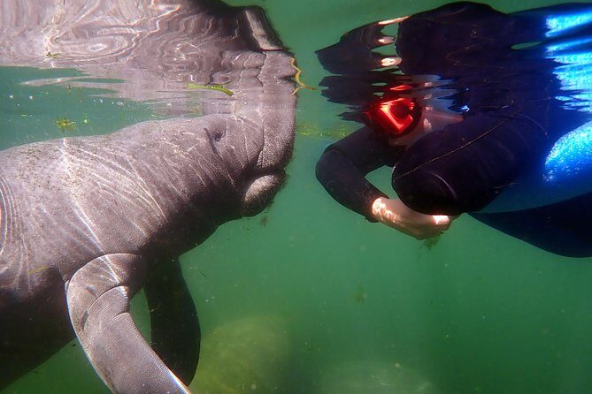 Exclusive Small Group VIP Heated Manatee Snorkel Tour - A Final Word
