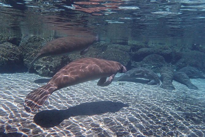 Exclusive Small Group VIP Heated Manatee Snorkel Tour - FAQ