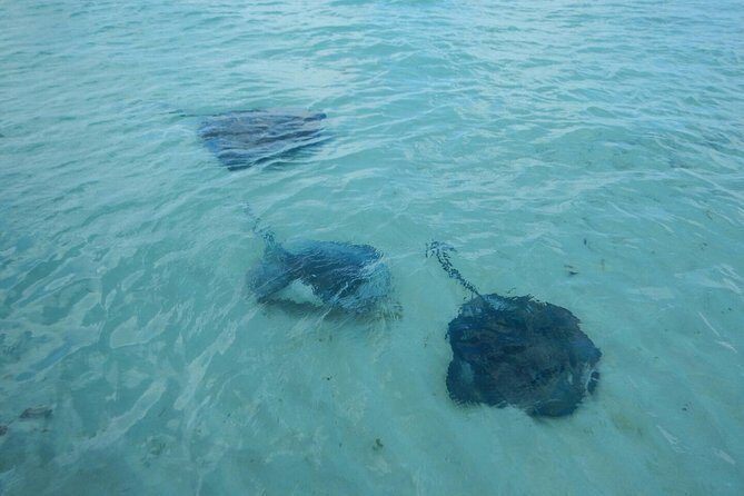 Exclusive Supreme Snorkeling Tour - The Sum Up