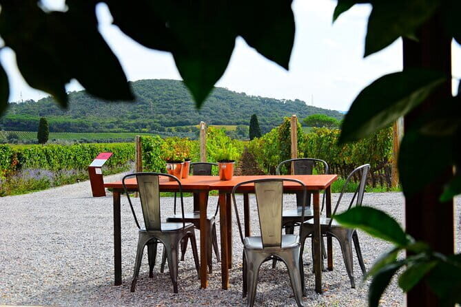 Exclusive Suvereto tour from Florence: Land of Elisa Bonaparte - An Authentic Look at Suvereto’s Wine Scene