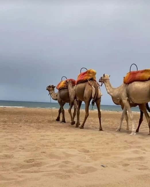 Exclusive Tangier Day Tour from Tarifa To Tanger with Tea - The Sum Up: Who Should Sign Up?
