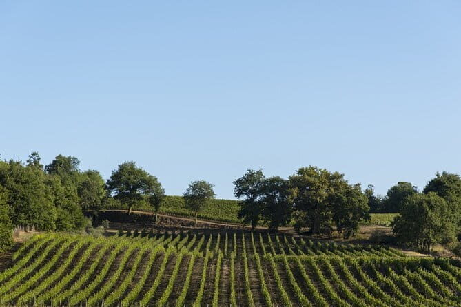 Exclusive Tuscan Pinot Noir, Land of Medici Family - Who Should Consider This Tour?