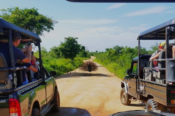 Exclusive : Udawalawe Safari & Elephant Transit Visit with Lunch - Engaging and Practical Review of the Udawalawe Safari & Elephant Transit Visit with Lunch