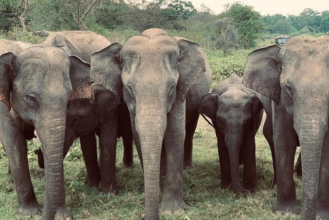 Exclusive : Udawalawe Safari & Elephant Transit Visit with Lunch - Authentic Feedback from Other Travelers