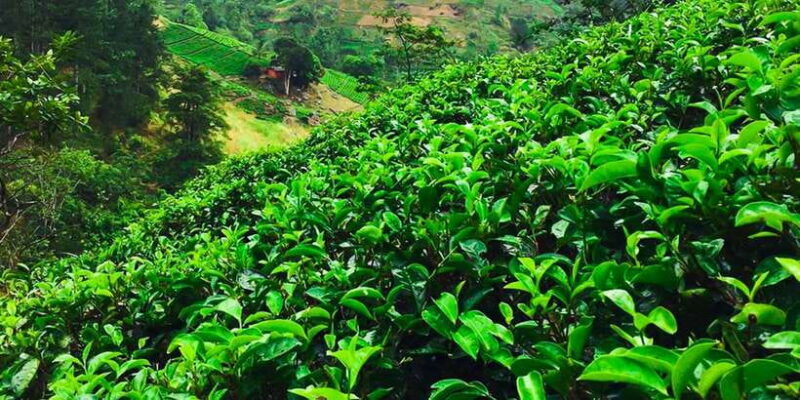 Exclusive : Village Trekking Tour at Ramboda - The Experience Provider: Beyond Escapes