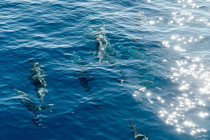Exclusive Waikiki Yacht Snorkel with Lunch and Bevs - The Review Highlights: Authentic Perspectives