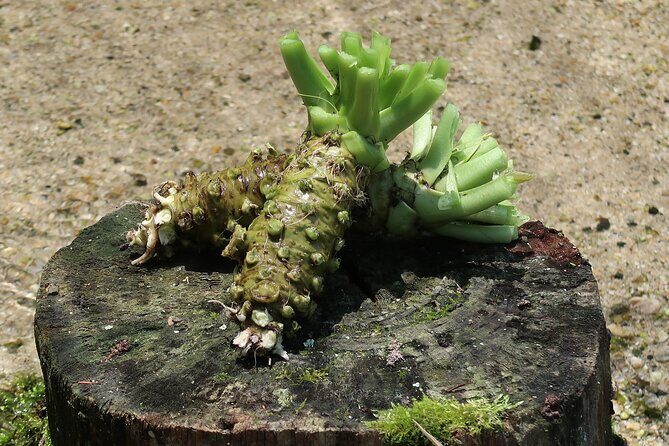 Exclusive Wasabi Harvesting, Soba Lunch and Matsumoto Castle Tour - Key Points