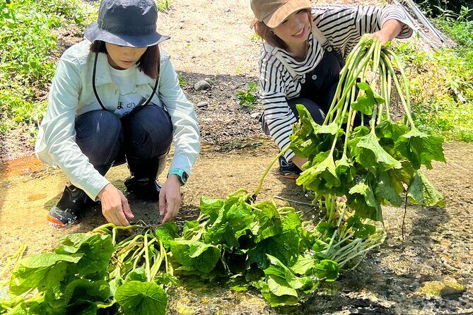Exclusive Wasabi Harvesting, Soba Lunch and Matsumoto Castle Tour - An In-Depth Look at the Tour Experience