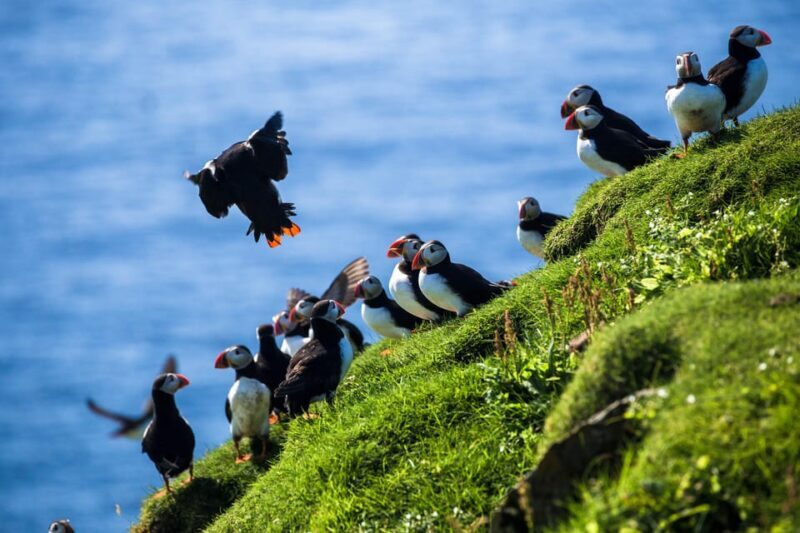 Exclusive Westman Islands Adventure - A Private Day Tour - Discovering Iceland’s Westman Islands